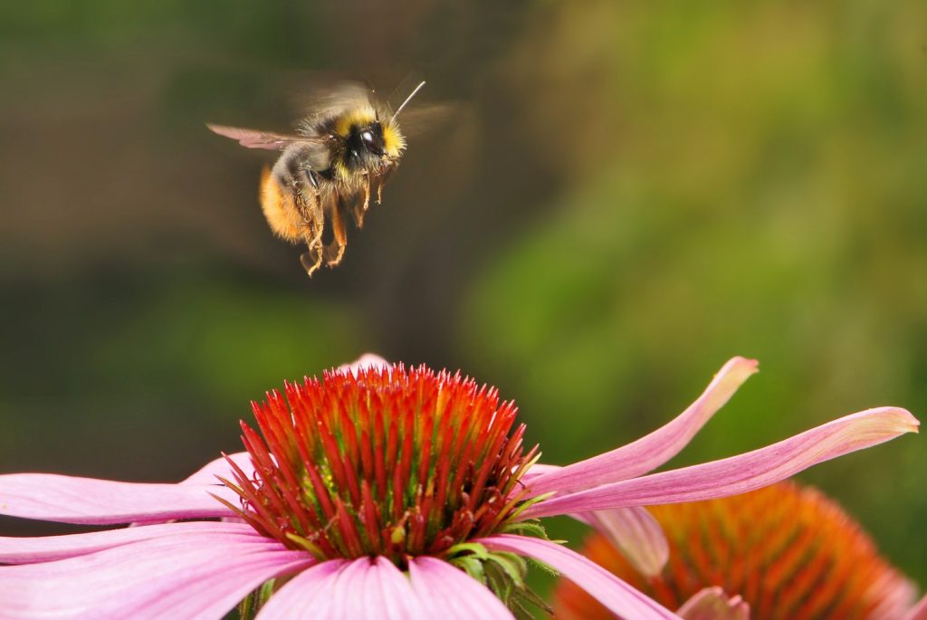 Les pollinisateurs sauvages, un chaînon essentiel à sauver de toute ...