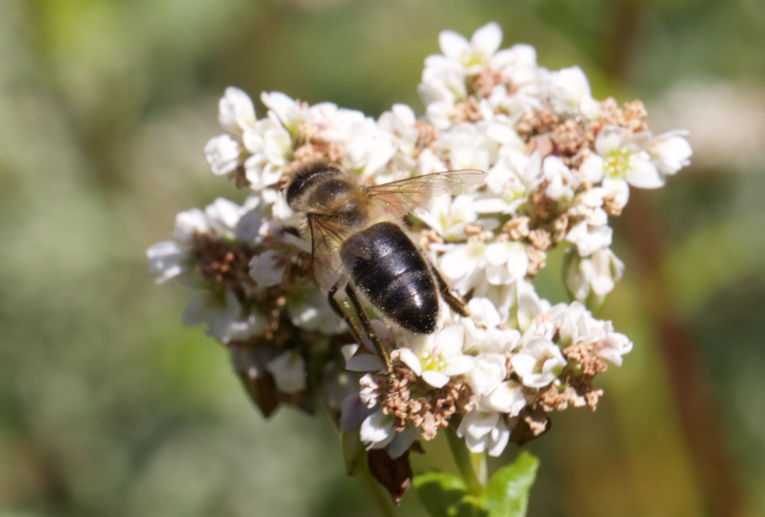 Les abeilles mellifères à l’état sauvage toujours très peu étudiées