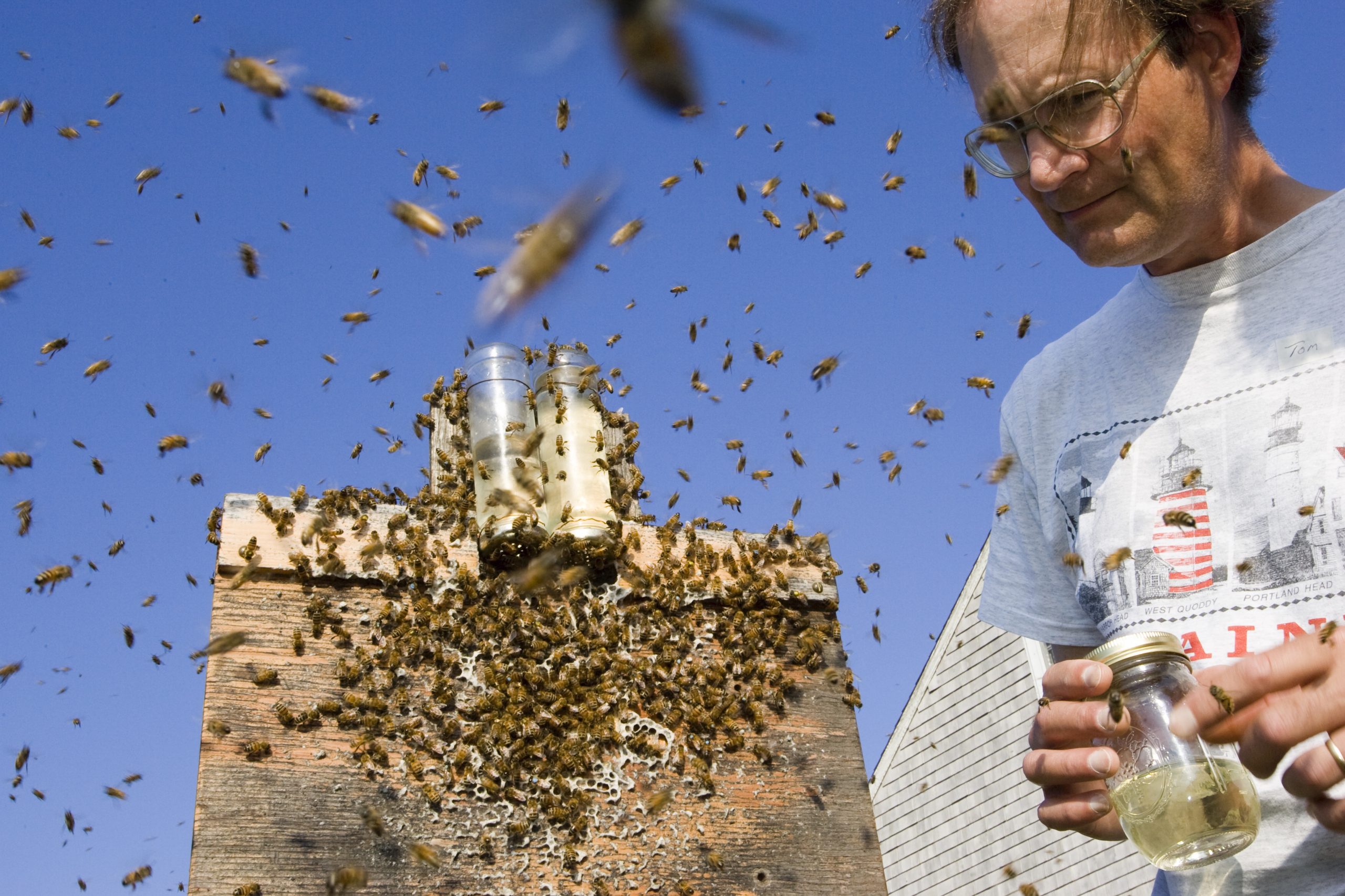 Thomas Seeley : une vie à observer les colonies sauvages d'abeilles ...