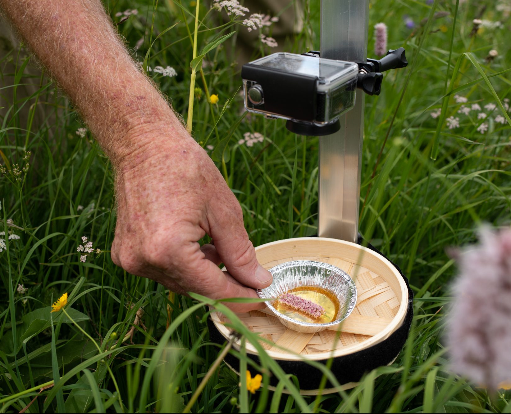Suivi des colonies d’abeilles mellifères sauvages dans les parcs ...