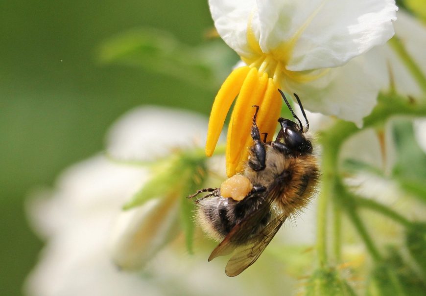 Les pollinisateurs - Pollinis