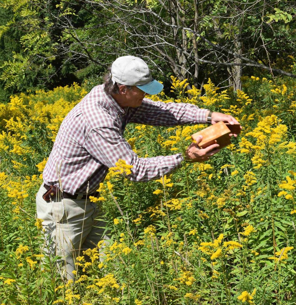 Abeilles noires de Groix : « les apiculteurs ne s'inquiètent plus du ...